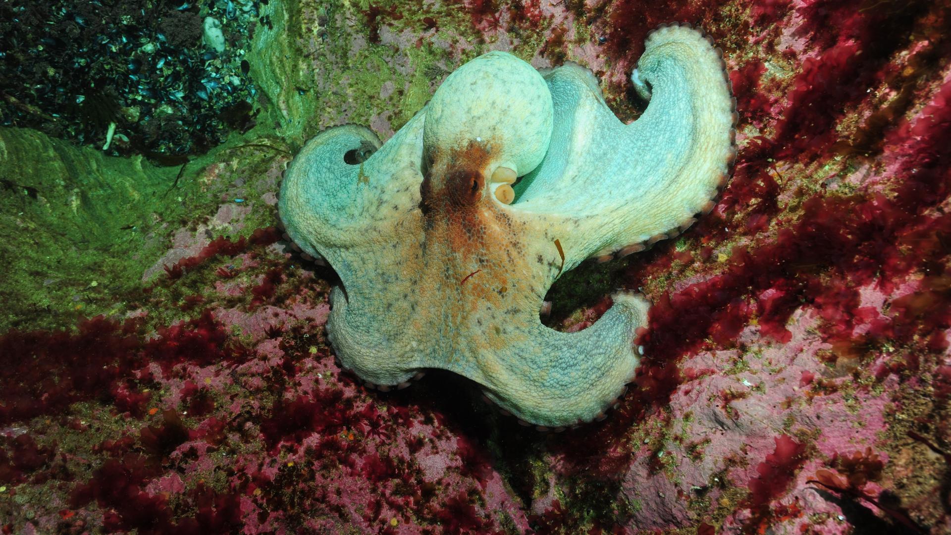 Remarkable fauna and flora | Belle-Île-en-Mer Tourist Office – Official ...
