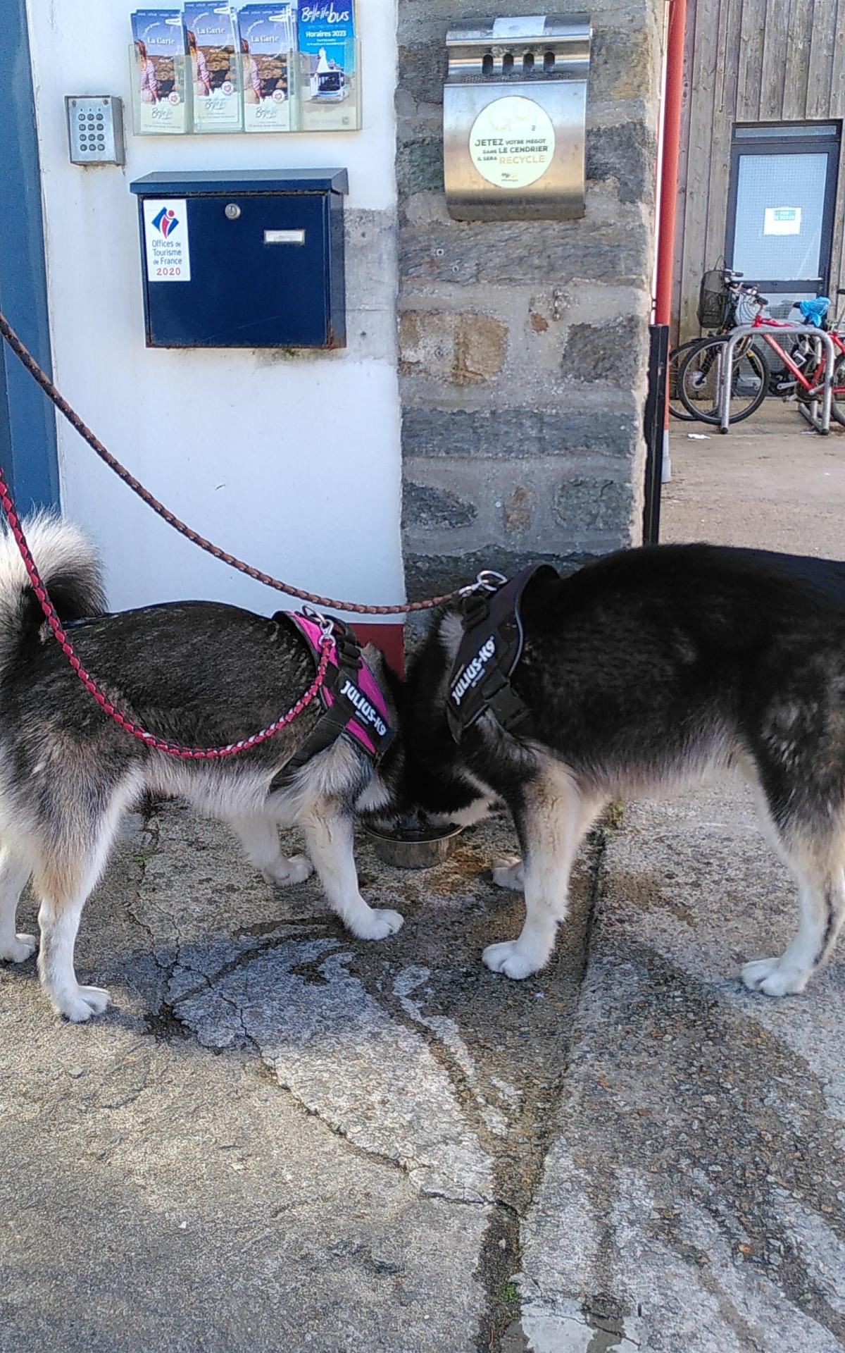 Une île qui a du chien ! | Office de Tourisme de Belle-Ile-en-Mer ...